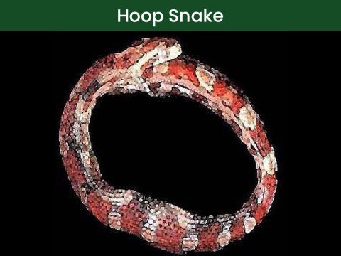 Top 11 Most Amazing Australian Mythical Creatures